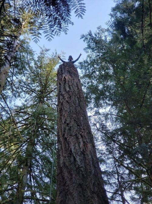 Your Trusted Tree Service Experts in Victoria, BC