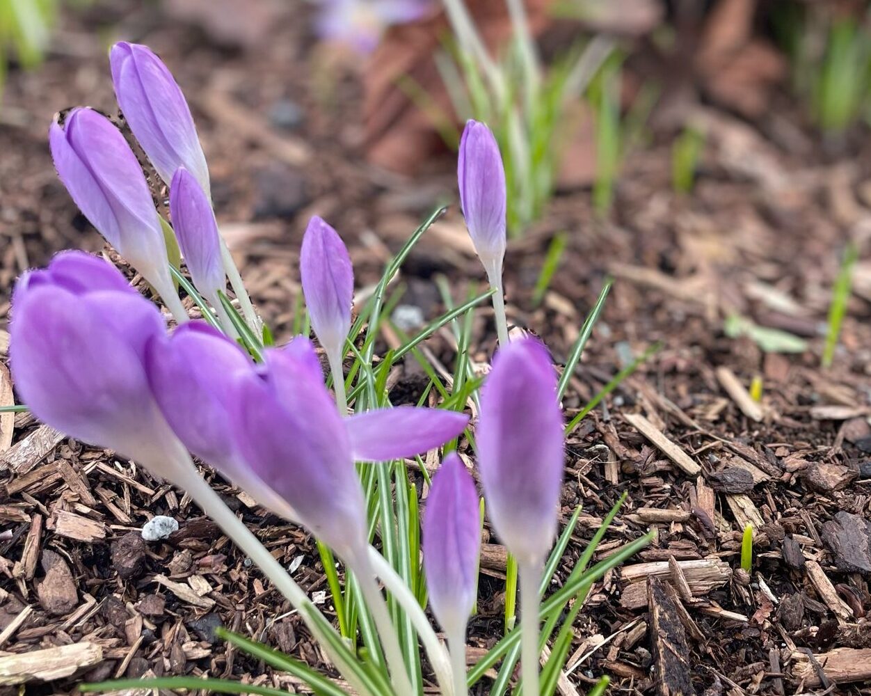 How to mastering the art of Spring Clean-Up: A Landscape Expert's Guide